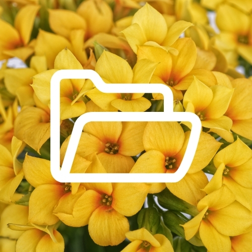 Free Spring Aesthetic App Icons for your Phone and Devices | guitar & lace