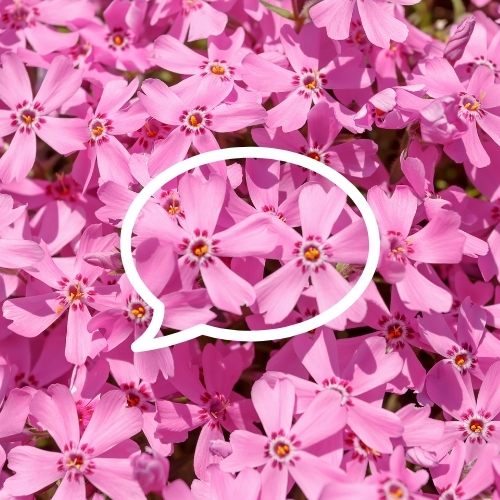 Free Spring Aesthetic App Icons for your Phone and Devices | guitar & lace