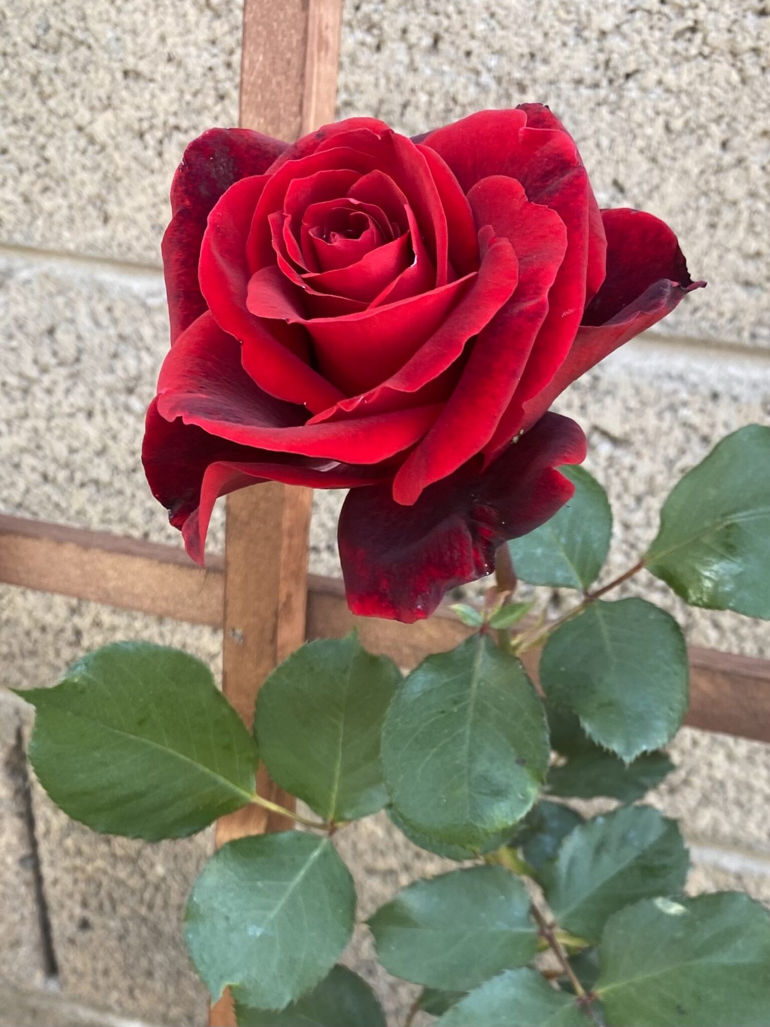 The Best Heat Tolerant Roses to grow in Phoenix, Arizona | guitar & lace
