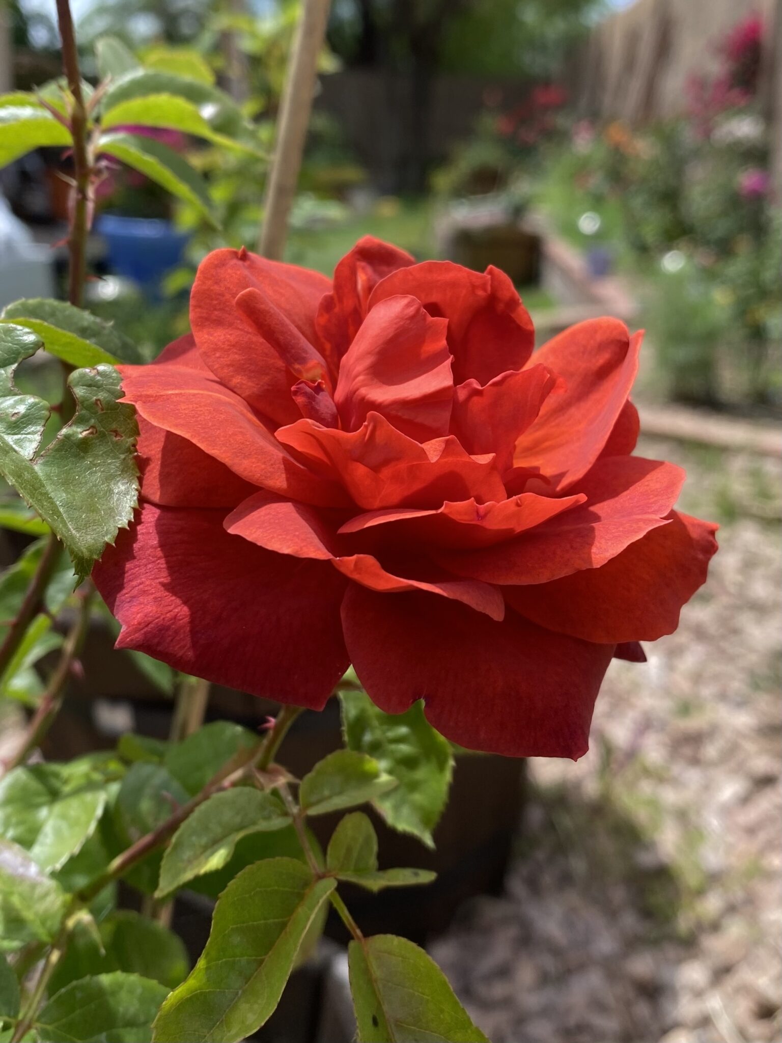 The Best Heat Tolerant Roses to grow in Phoenix, Arizona | guitar & lace