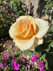 The Best Heat Tolerant Roses to grow in Phoenix, Arizona | guitar & lace