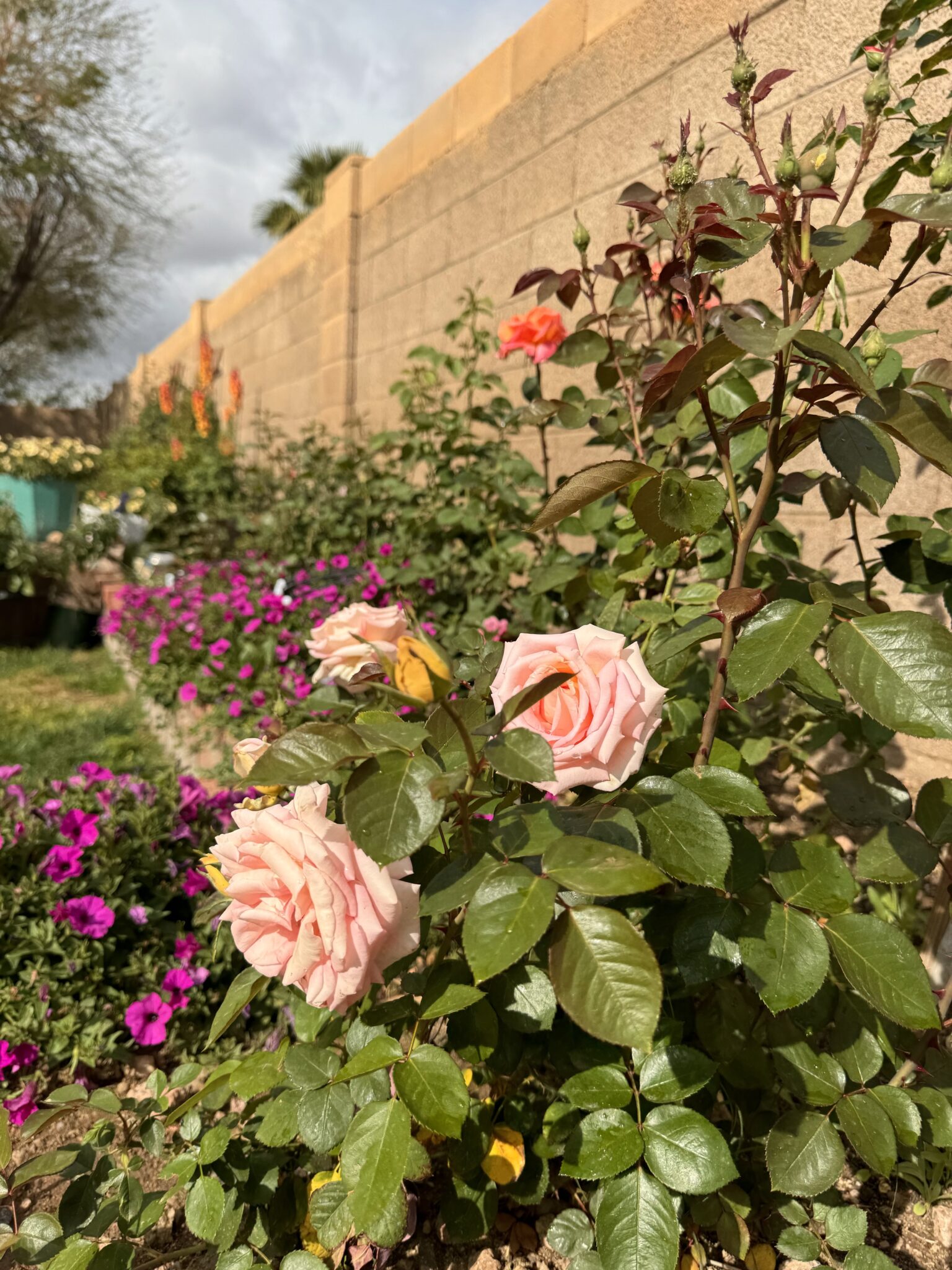 The Best Heat Tolerant Roses to grow in Phoenix, Arizona | guitar & lace