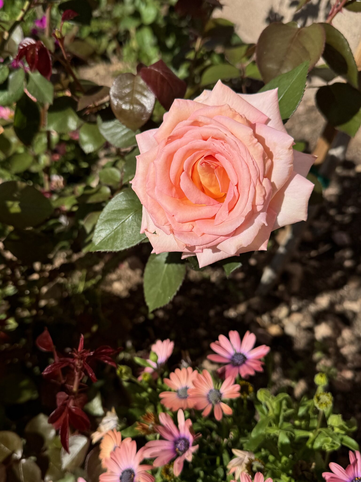 The Best Heat Tolerant Roses to grow in Phoenix, Arizona | guitar & lace