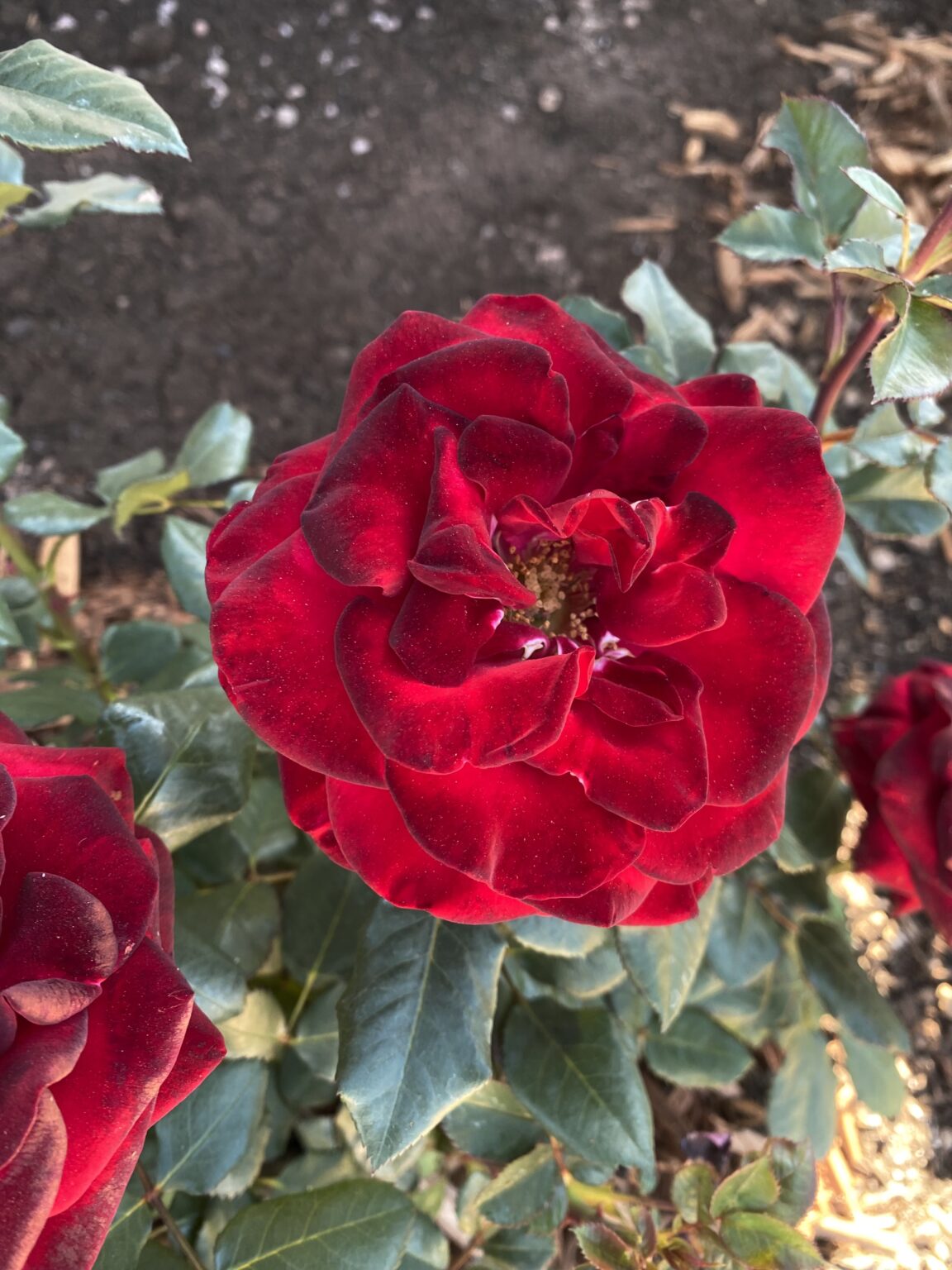 Rose Garden Lookbook: all of my beautiful Red Roses! | guitar & lace