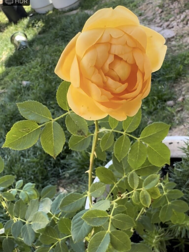 Rose Garden Lookbook: all of my Happy Yellow Roses! | guitar & lace