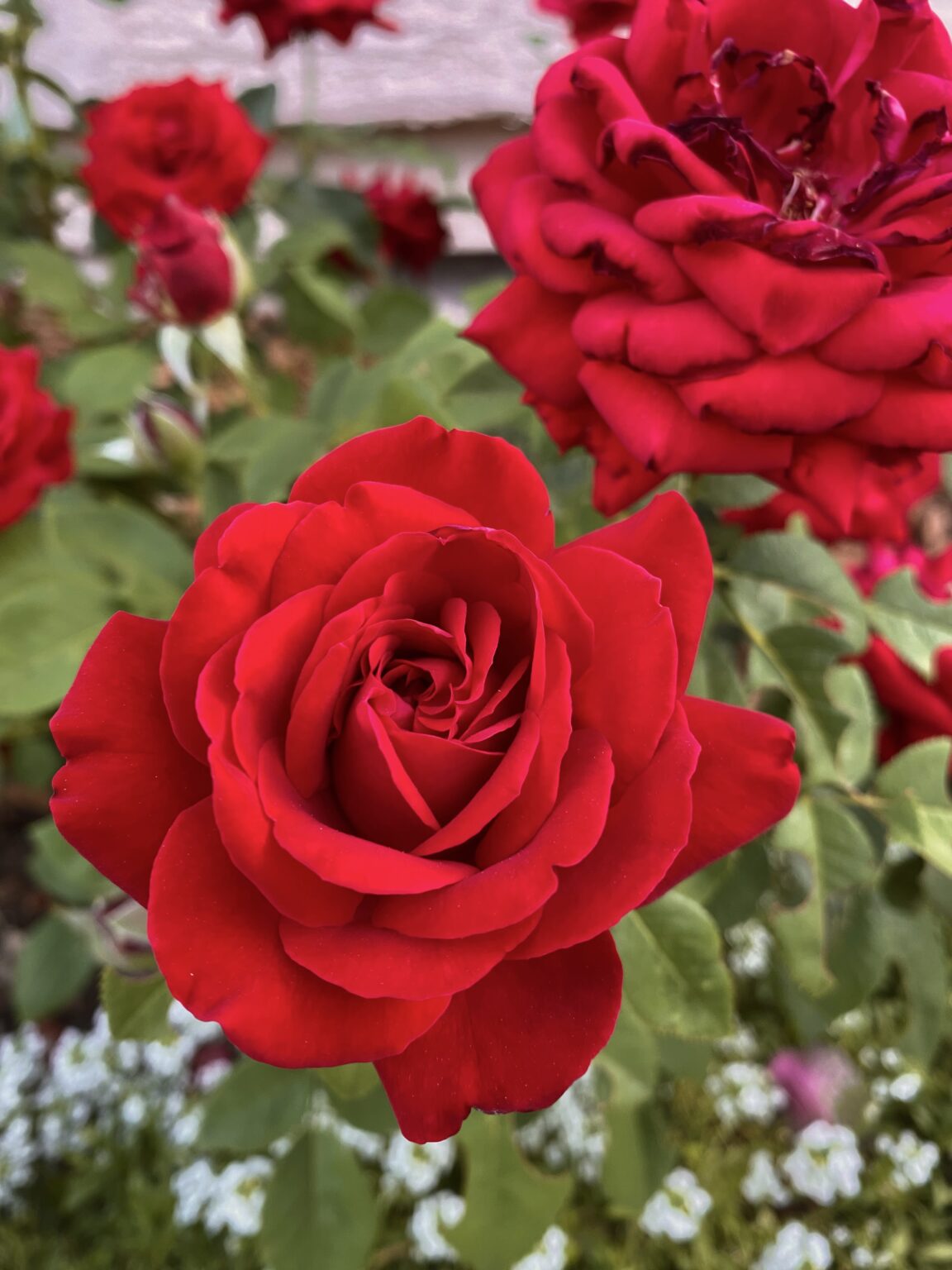 Rose Garden Lookbook: all of my beautiful Red Roses! | guitar & lace