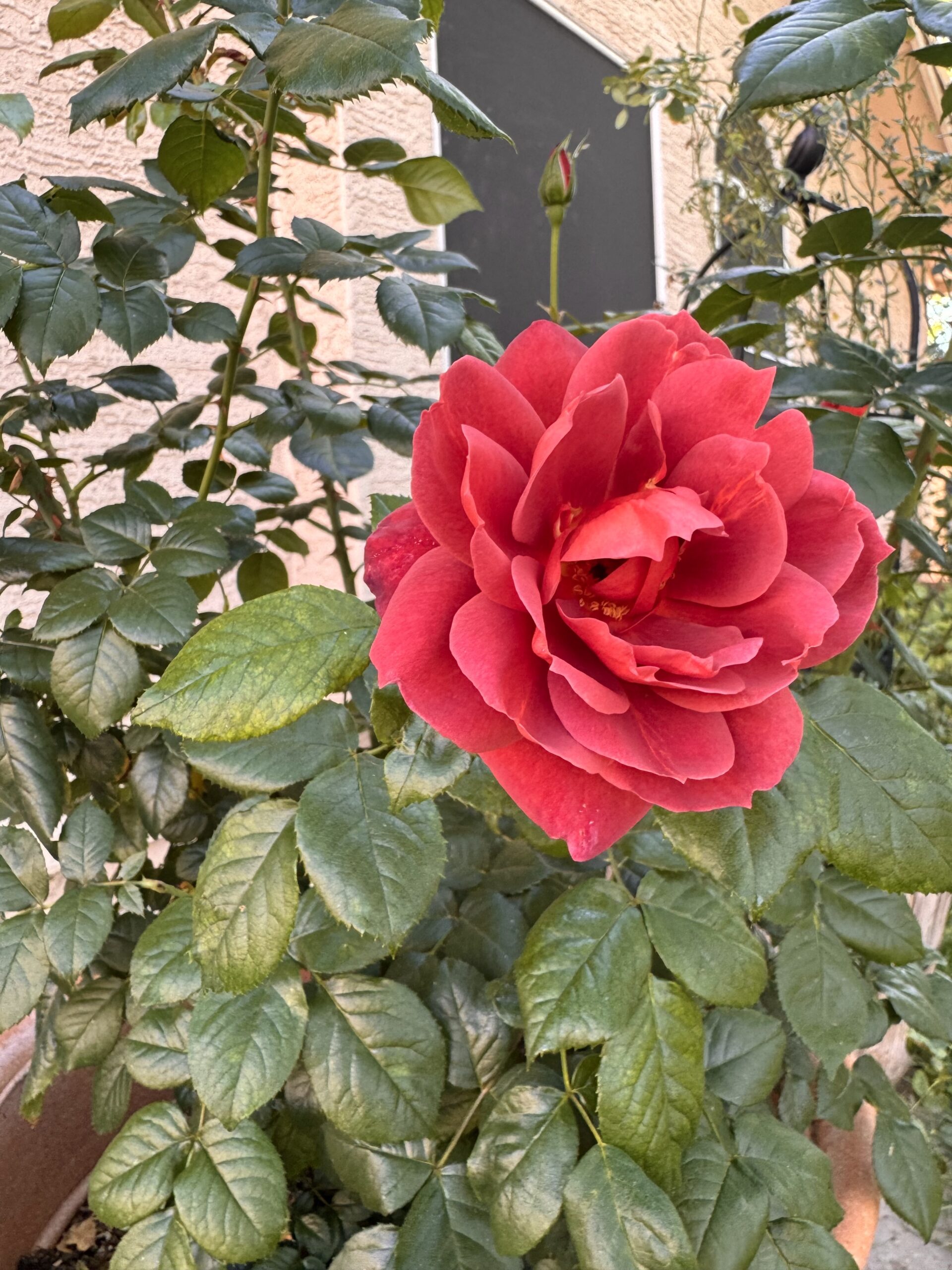 Rose Garden Lookbook: all of my beautiful Red Roses! | guitar & lace