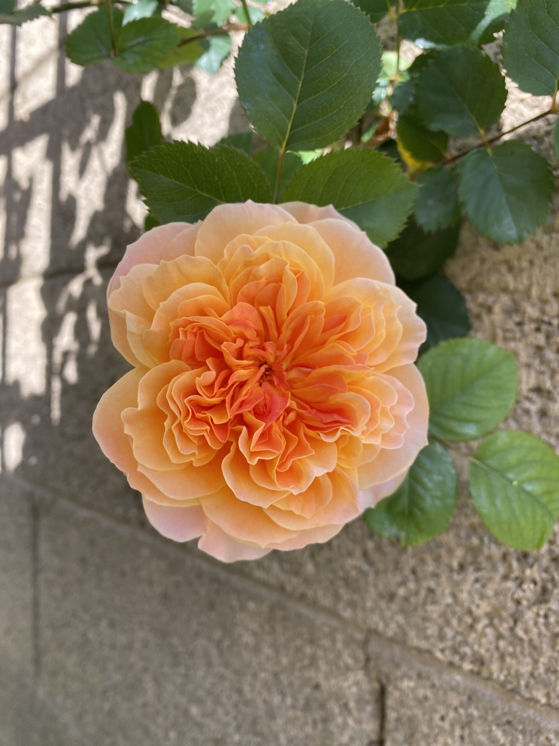 Rose Garden Lookbook: all of my beautiful Orange Roses! | guitar & lace