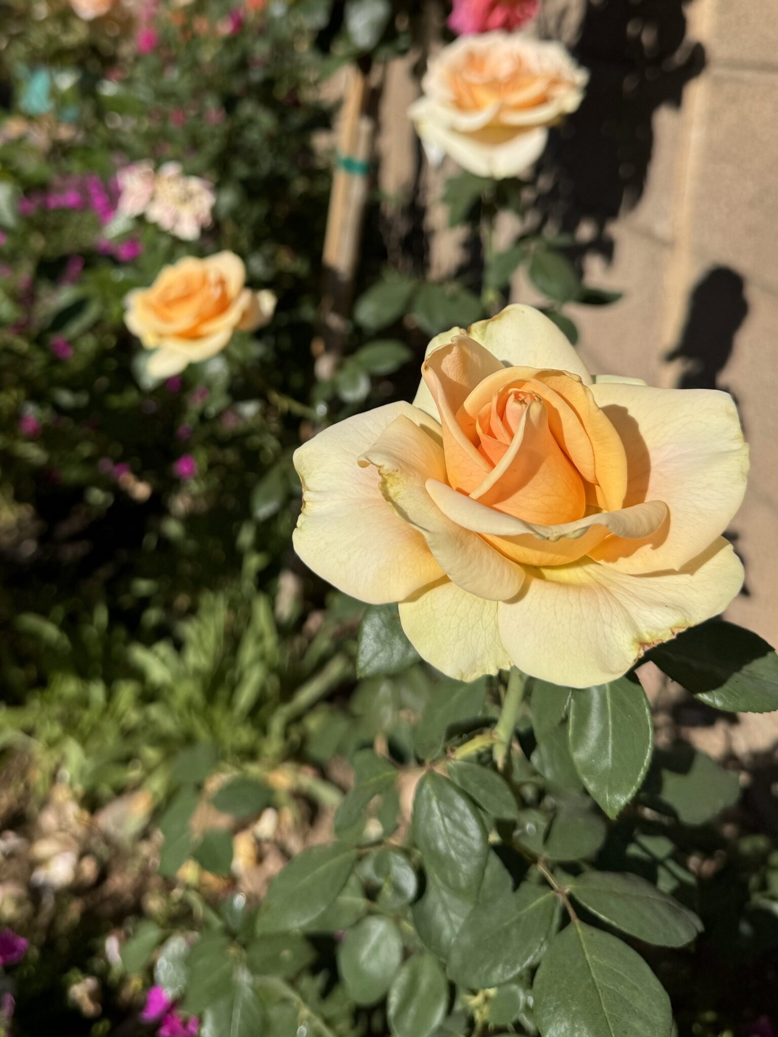 Rose Garden Lookbook: all of my Happy Yellow Roses! | guitar & lace