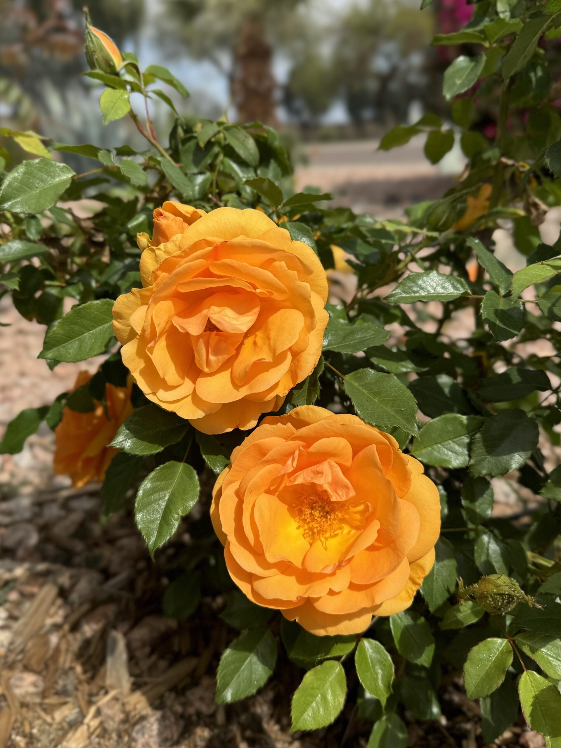 Rose Garden Lookbook: all of my beautiful Orange Roses! | guitar & lace