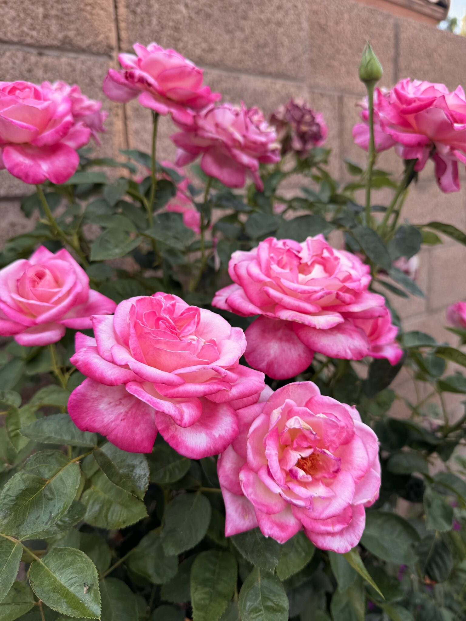 Rose Garden Lookbook: all of my Beautiful Pink Roses | guitar & lace
