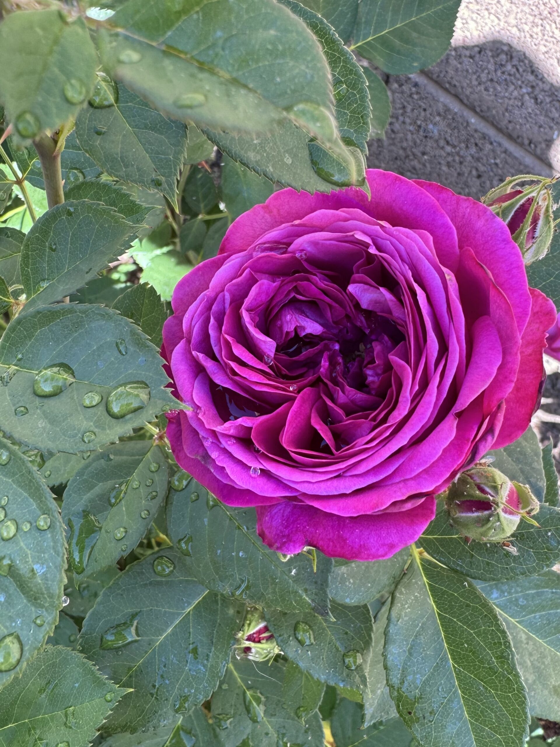 Rose Garden Lookbook: all of my beautiful Purple Roses! | guitar & lace