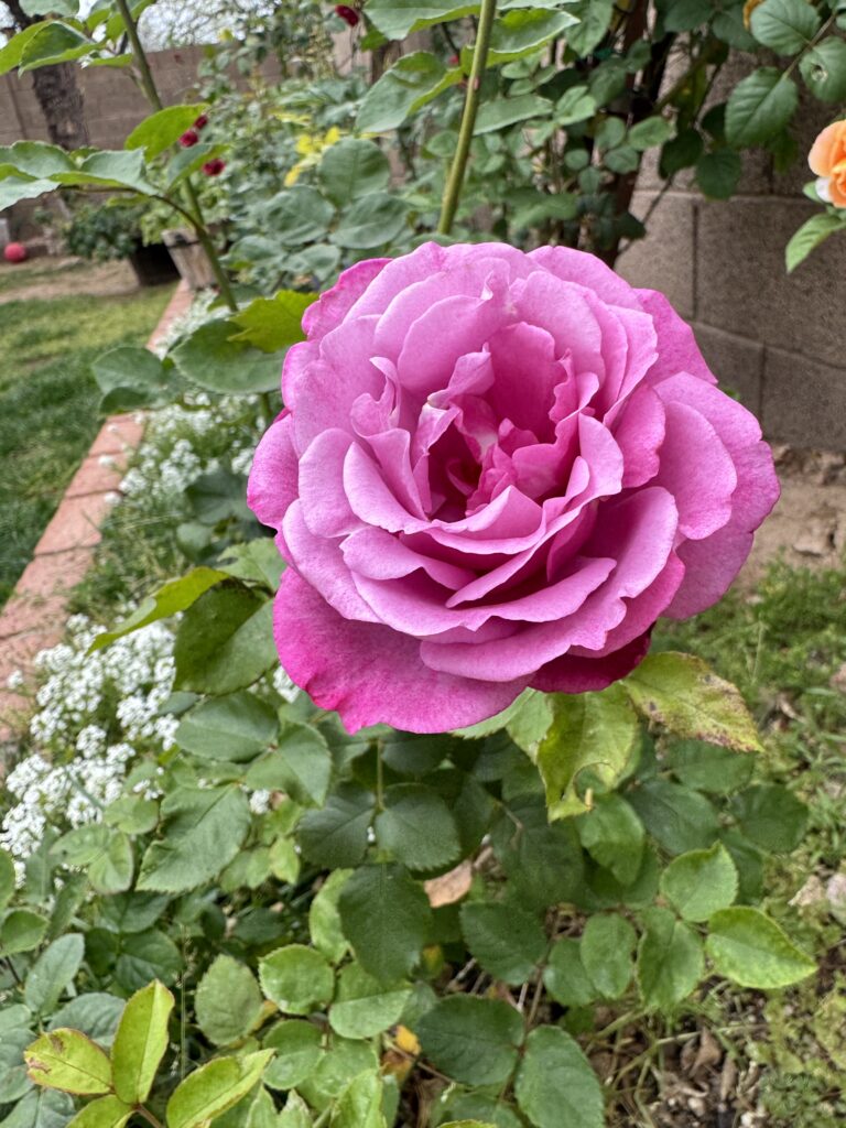 Rose Garden Lookbook: all of my beautiful Purple Roses! | guitar & lace