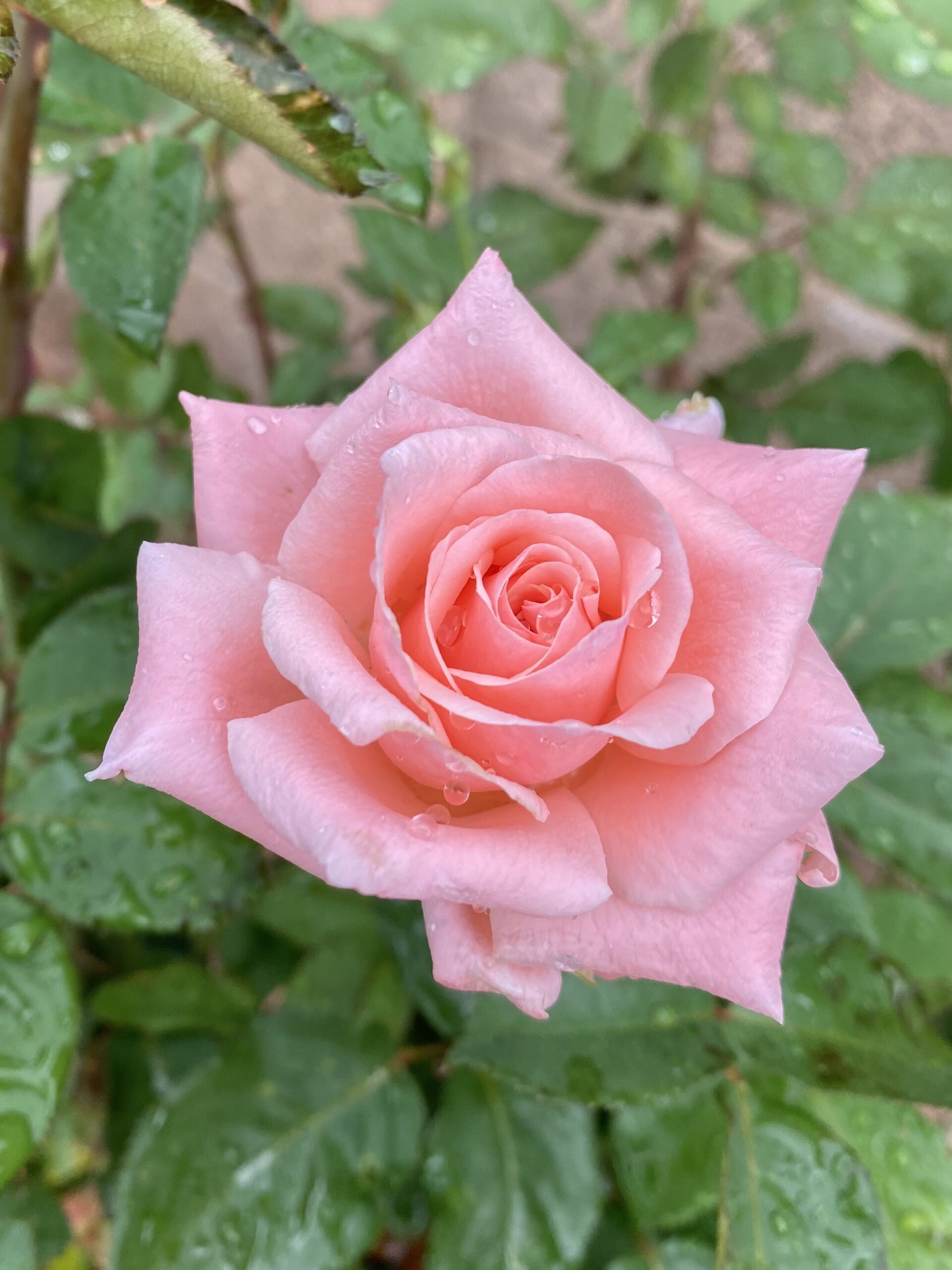 Rose Garden Lookbook: all of my Beautiful Pink Roses | guitar & lace
