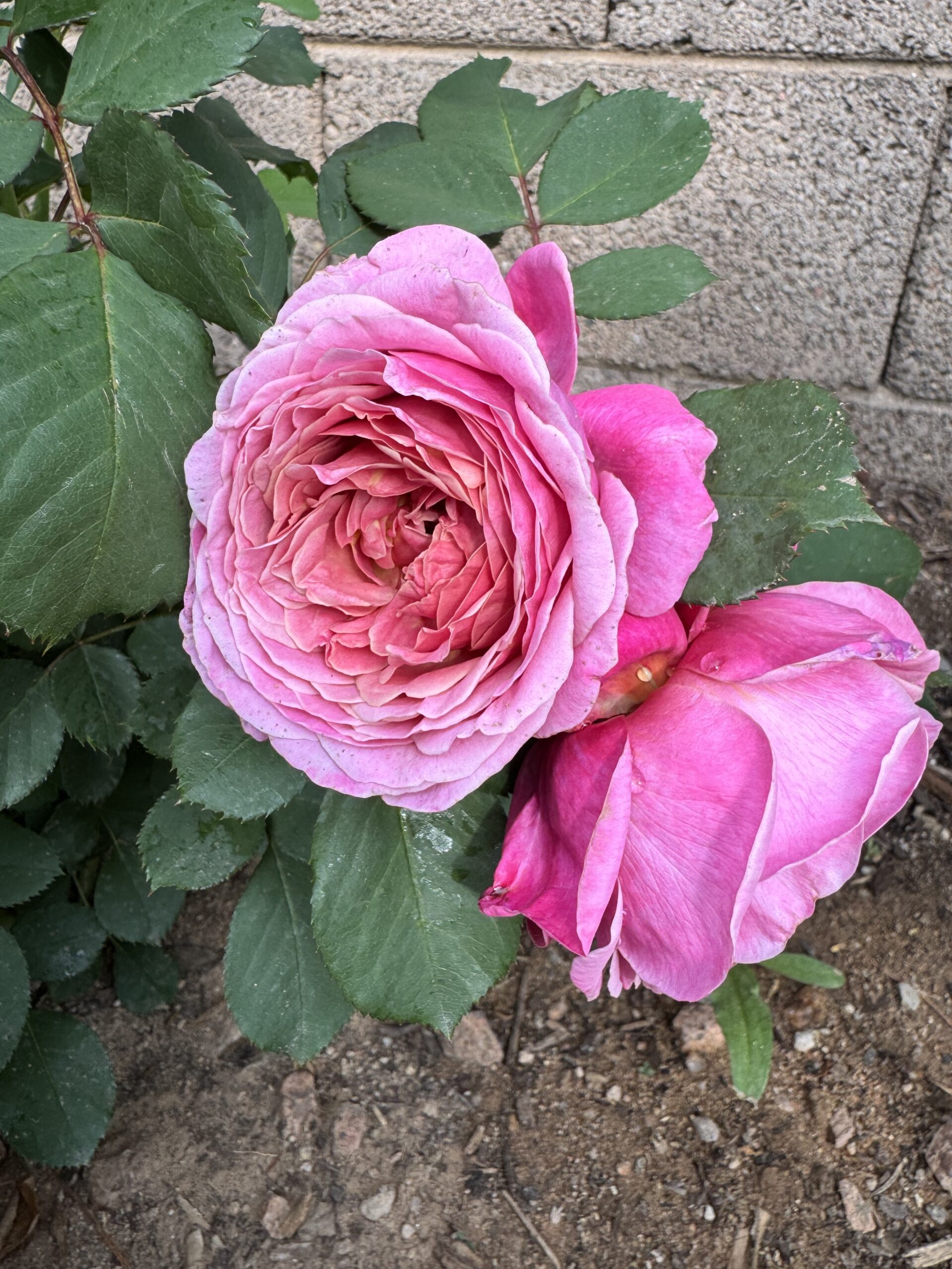 Rose Garden Lookbook: all of my beautiful Purple Roses! | guitar & lace