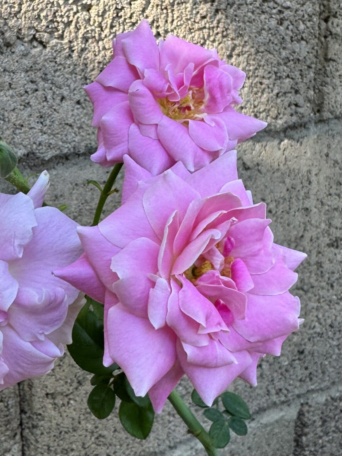 Rose Garden Lookbook: all of my beautiful Purple Roses! | guitar & lace