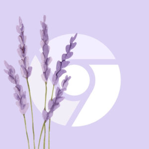 130+ Free Spring Lavender App Icons for your phone & devices