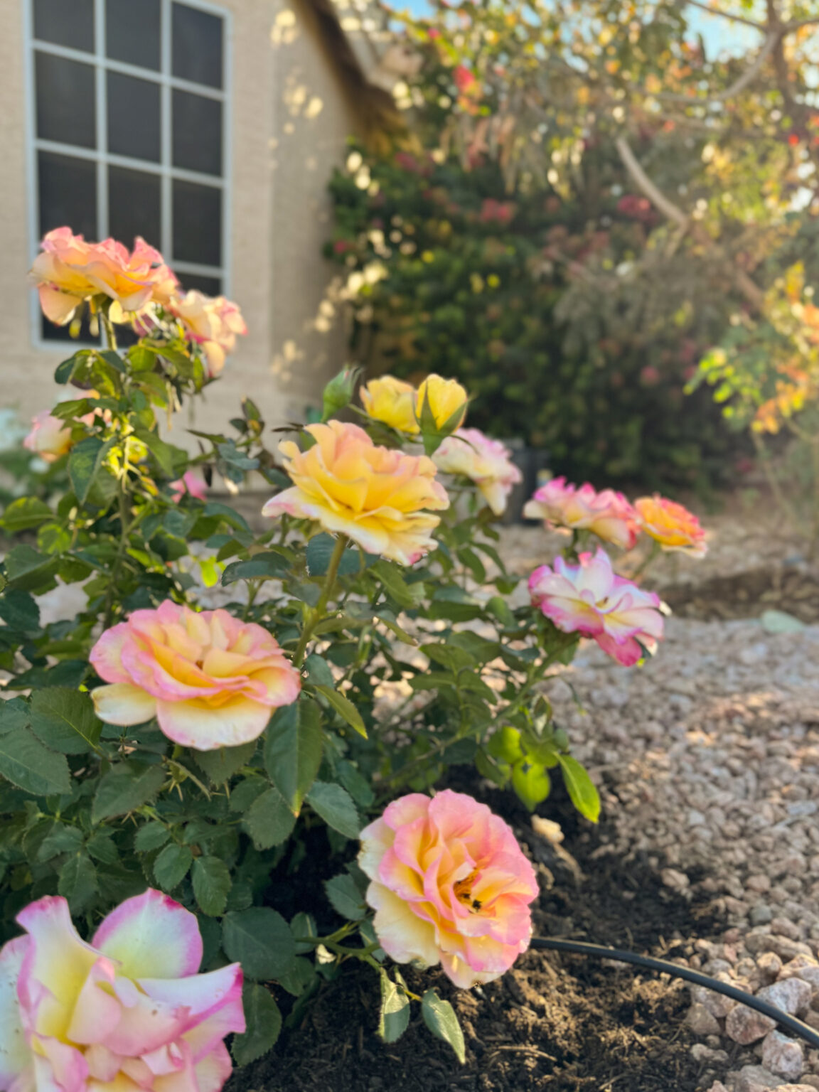 The Best Heat Tolerant Roses to grow in Phoenix, Arizona | guitar & lace